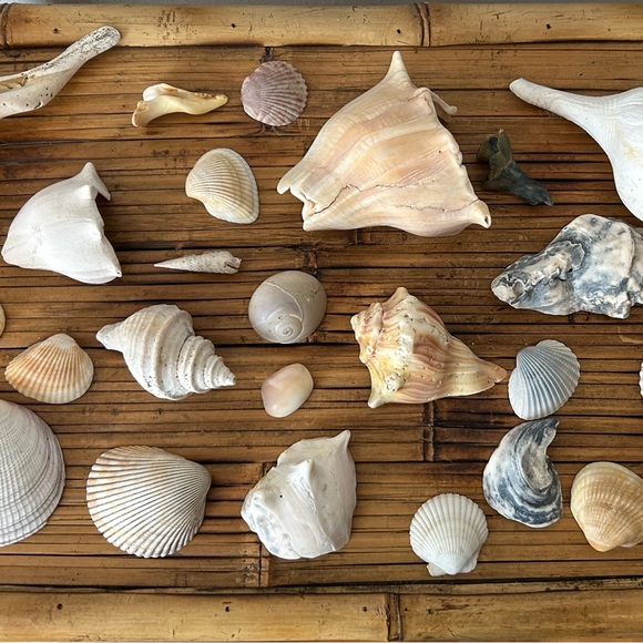 Party Supplies | Large Assortment Of Sea Shells Sea Glass | Poshmark